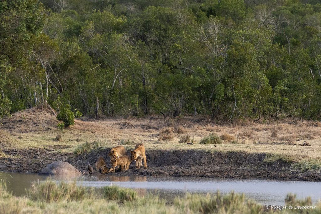 Ol Pejeta Conservancy: 10 razones para visitar esta reserva
