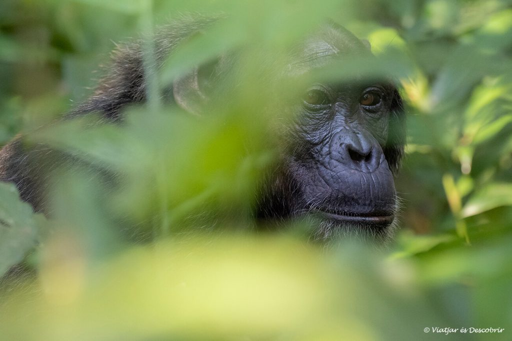 El Parque Nacional Kibale y sus chimpancés (Uganda)