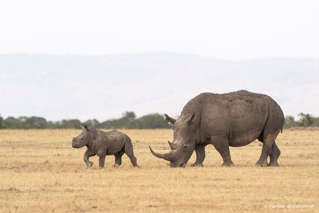 Ol Pejeta Conservancy: 10 razones para visitar esta reserva
