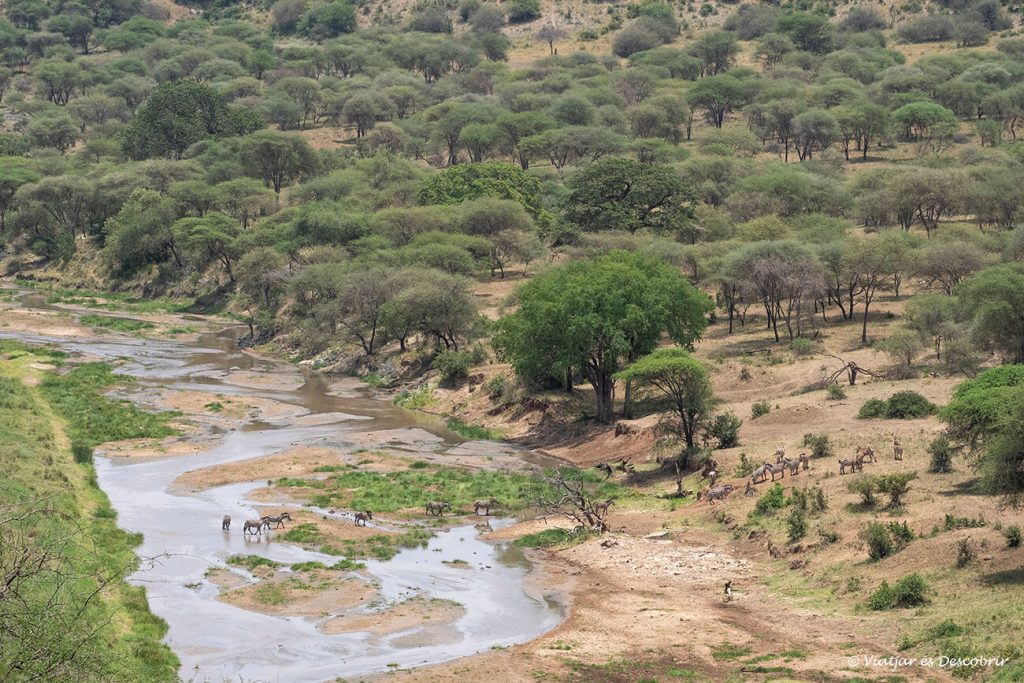 Guía del Parque Nacional Tarangire (Tanzania)