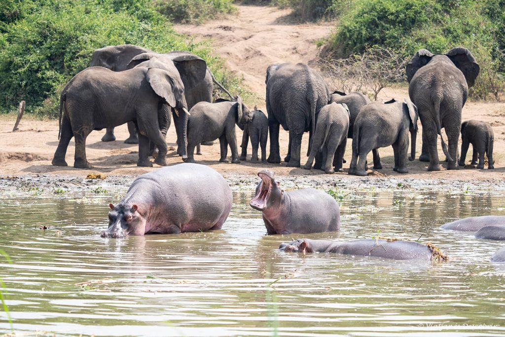 ¿Viajar a Uganda por libre o con agencia? - Viajar es Descubrir