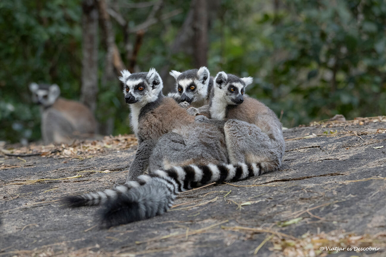 Viaje a Madagascar por libre en 28 días