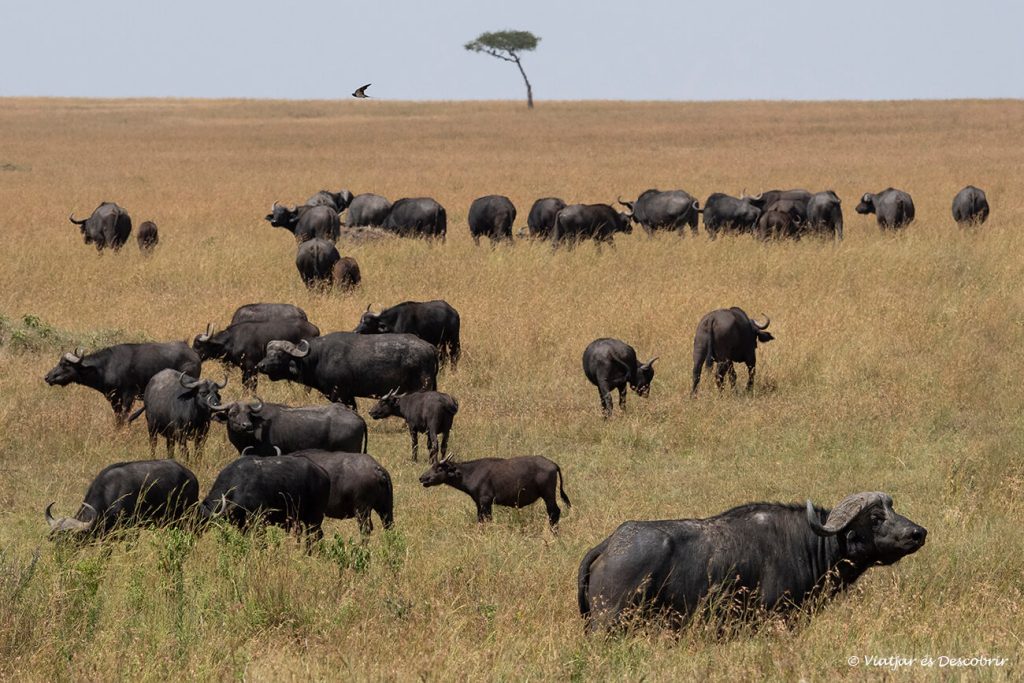 Safari en Kenia o Tanzania: 10 puntos para decidir - Viajar es Descubrir