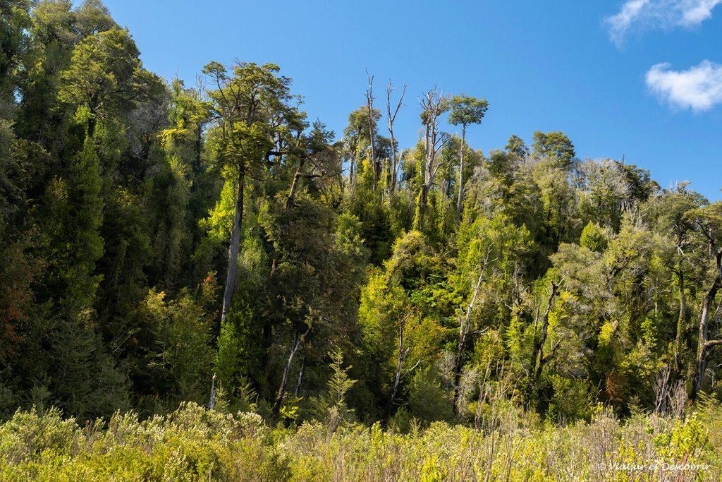 5 Senderos en el Parque Nacional Pumalín - Viajar es Descubrir