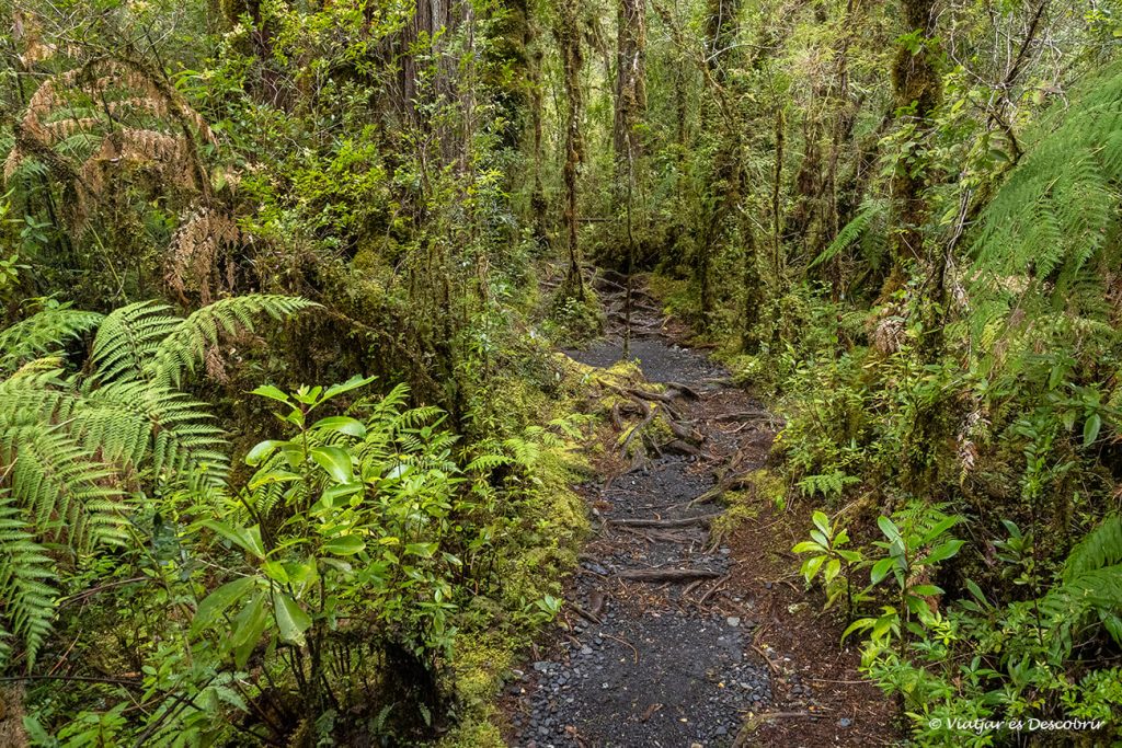 5 Senderos en el Parque Nacional Pumalín - Viajar es Descubrir