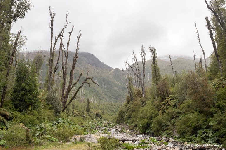 5 Senderos en el Parque Nacional Pumalín - Viajar es Descubrir