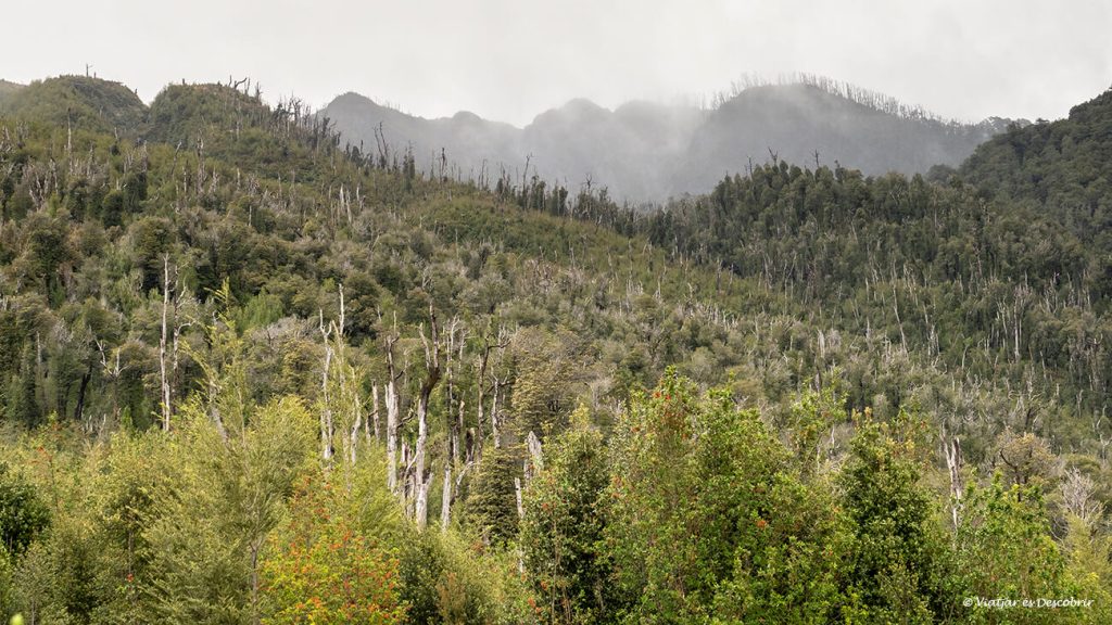 5 Senderos en el Parque Nacional Pumalín - Viajar es Descubrir