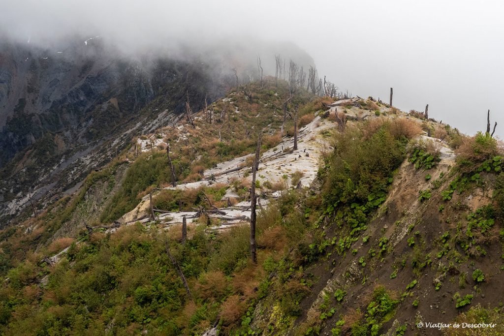 5 Senderos en el Parque Nacional Pumalín - Viajar es Descubrir