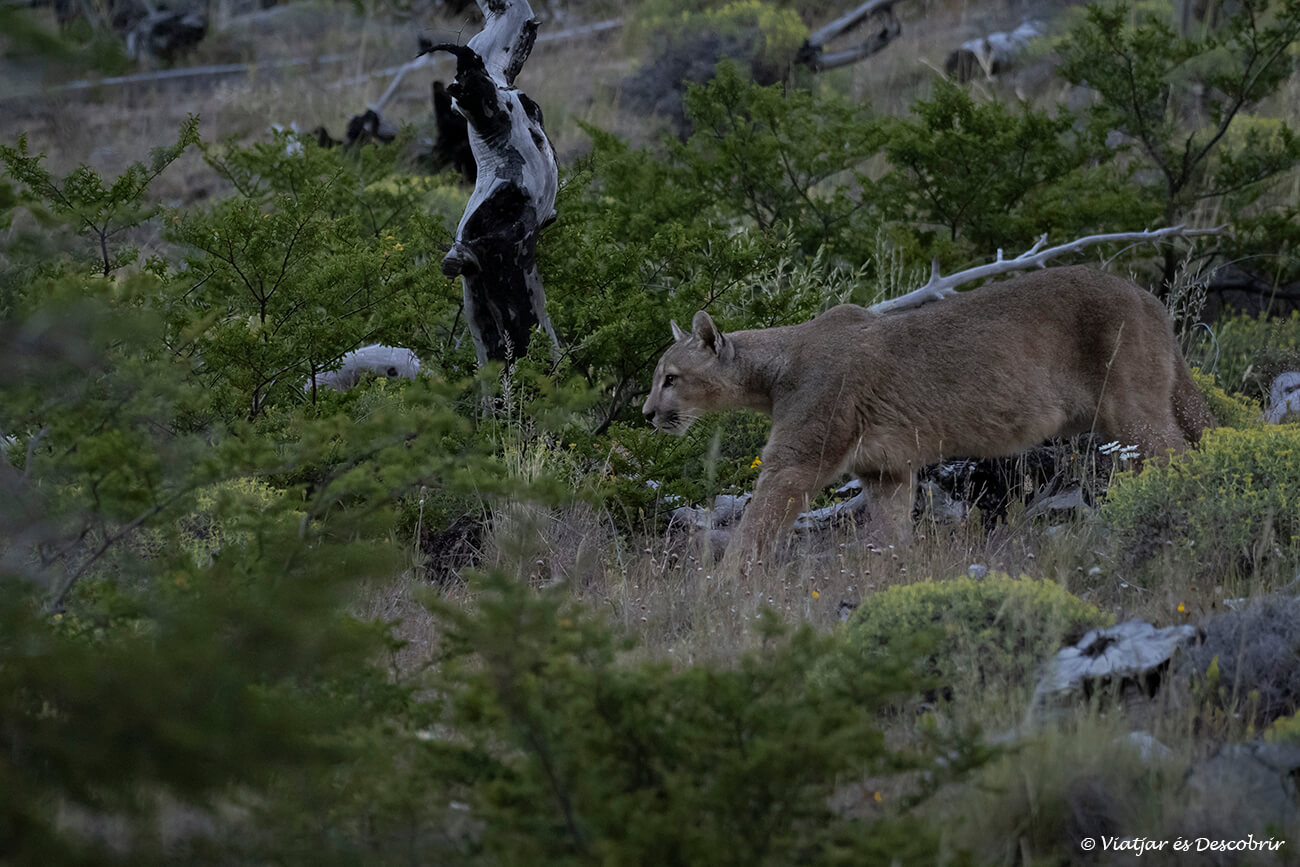 Viaje a la Patagonia en 20 días. Itinerario y Preparación del viaje