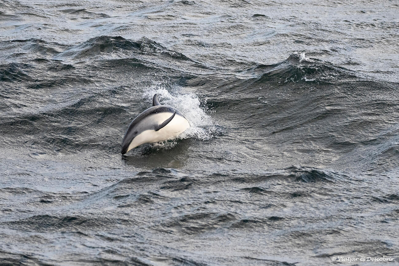 Viaje a la Patagonia en 20 días. Itinerario y Preparación del viaje
