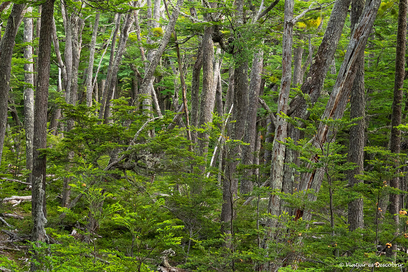 Viaje a la Patagonia en 20 días. Itinerario y Preparación del viaje