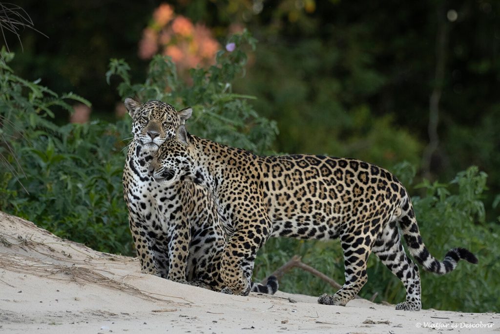 Viaje al Pantanal de Brasil por libre en 30 días