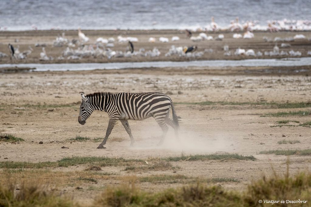 Safari en el Lago Nakuru: rinocerontes, flamencos y más - Viajar es ...