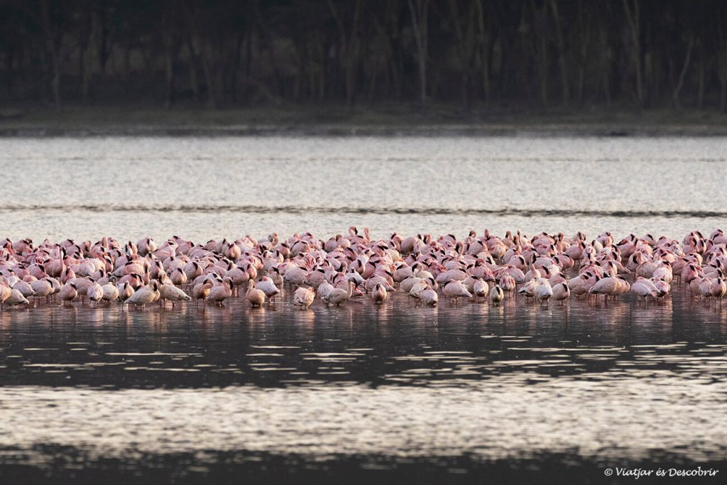 Safari en el Lago Nakuru: rinocerontes, flamencos y más - Viajar es ...