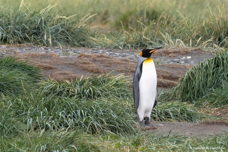 Visitar la Reserva Natural Pingüino Rey (Chile) - Viajar es Descubrir