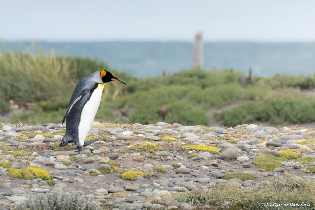 Visitar la Reserva Natural Pingüino Rey (Chile) - Viajar es Descubrir