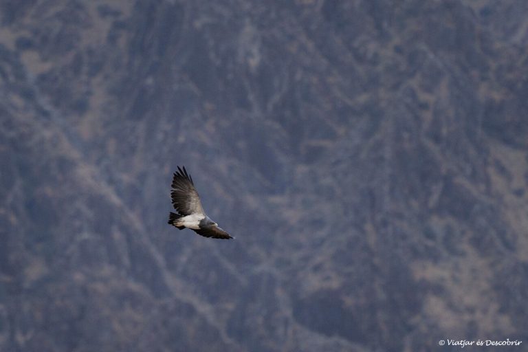 El Cañón del Colca, el mejor lugar donde ver cóndores en Perú