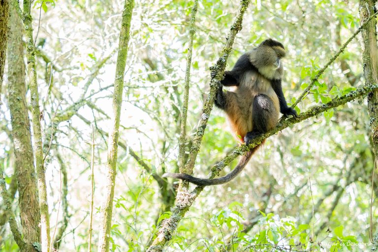 ¿Es seguro viajar a Uganda en 2026? - Viajar es Descubrir