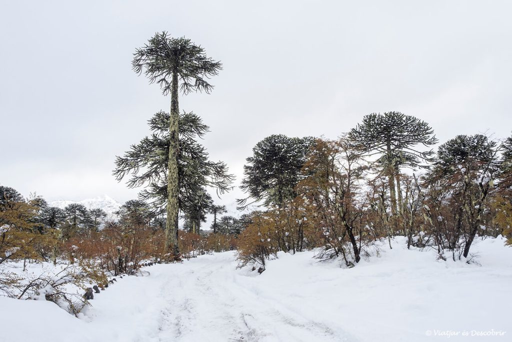 Visitar el Parque Nacional Conguillío en otoño - Viajar es Descubrir
