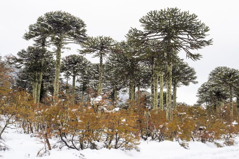 Visitar el Parque Nacional Conguillío en otoño - Viajar es Descubrir